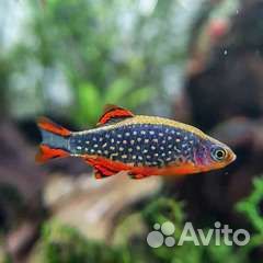 Микрорасбора галактика galaxy rasbora
