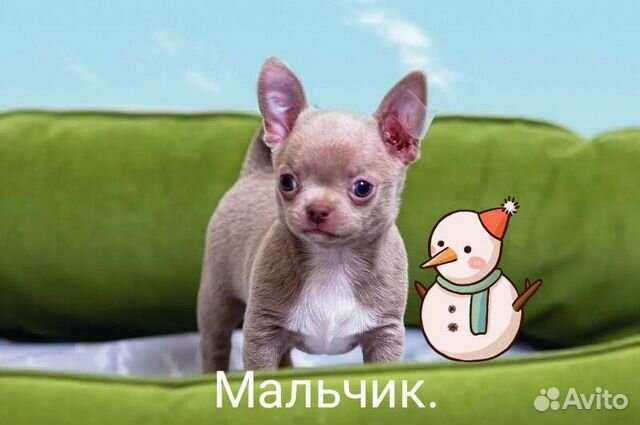 Чишки-мальчишки