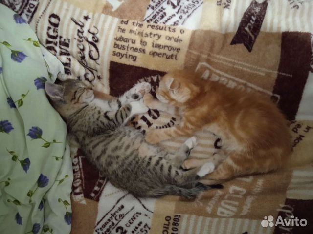 Британские котята даром