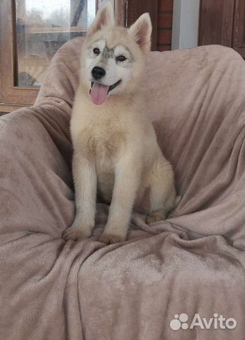 Шикарный парень хаски 3 мес