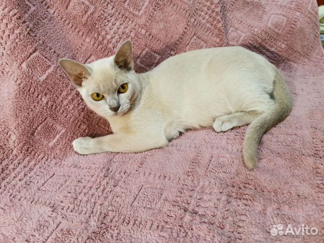 Бурманская лиловая красавица