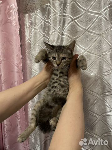 Котёнок девочка