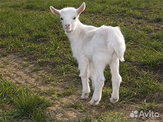 Продажа козлят зааненской породы