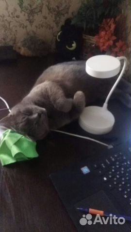 Потерялся кот