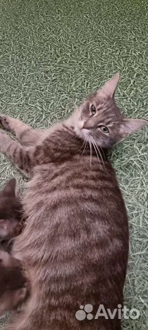 Кошка