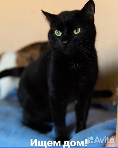 Кошки из приюта добрые руки