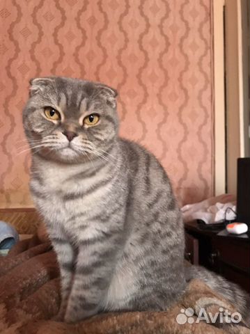 Шотландская