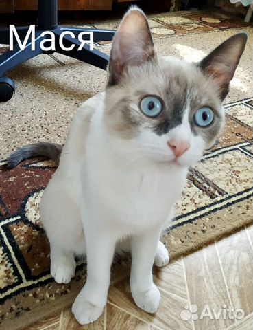 Голубоглазая кошка-подросток метис Сноу-Шу