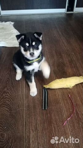Хаски щенки девочка