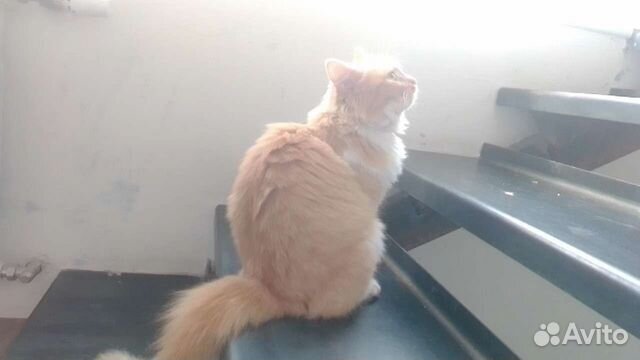 Кошка Плюшка