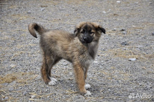 Щенята-медвежата ищут семью