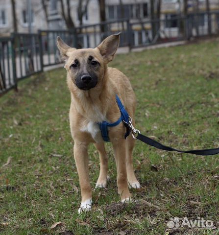 Бельгийская овчарка