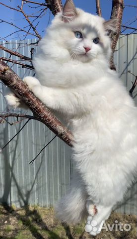 Котята рэгдолл
