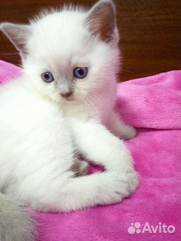 ШотландскийКотенок