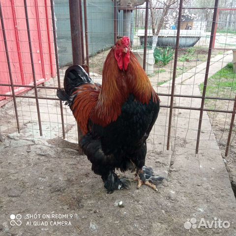 Инкубационное яйцо брама