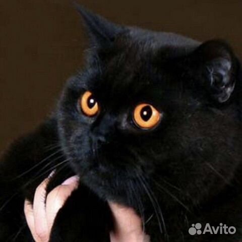 Кот ищет дом