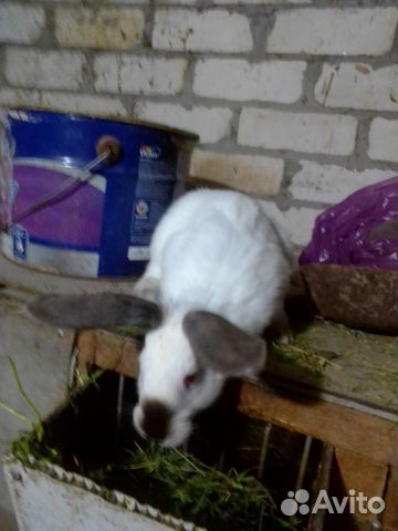 Кролики калифорнийцы