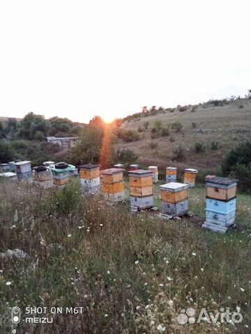 Пчелосемьи