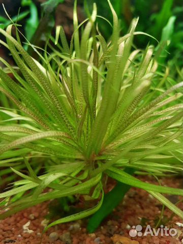 Бликса японская, растение аквариумное