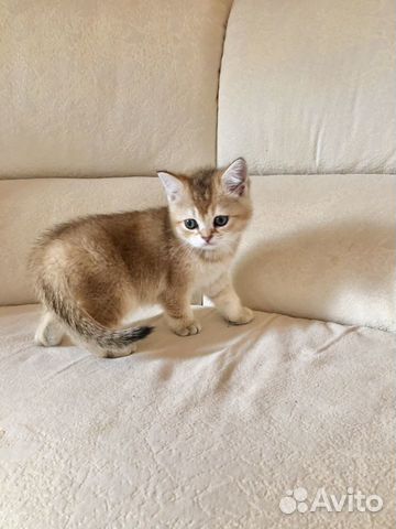 Котёнок Скоттиш страйт (девочка)