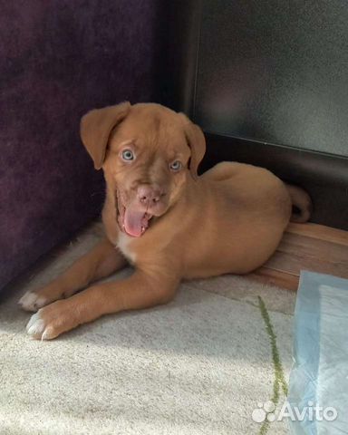 Щенок бордоского дога (помесь)