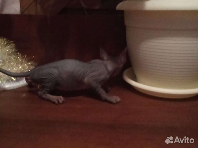 Котик мурчалка