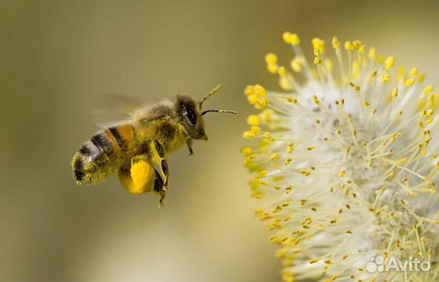 Пчелопакеты в наличии Карпат Карника