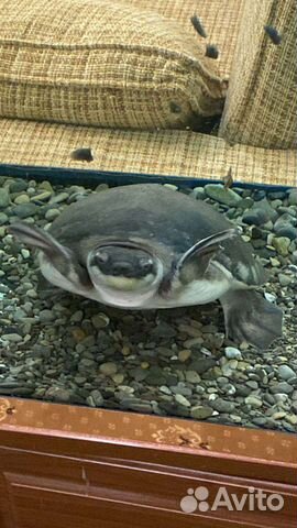 Свинорылая черепаха