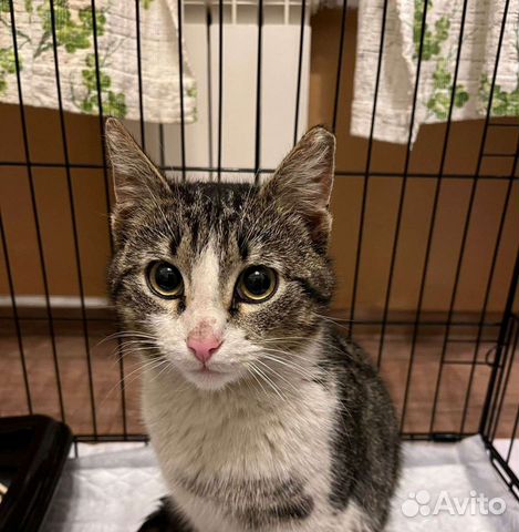 Молодой котик Паша ищет дом