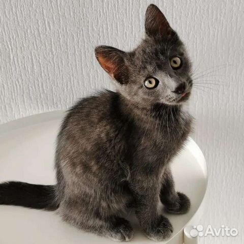 Котенок в добрые руки