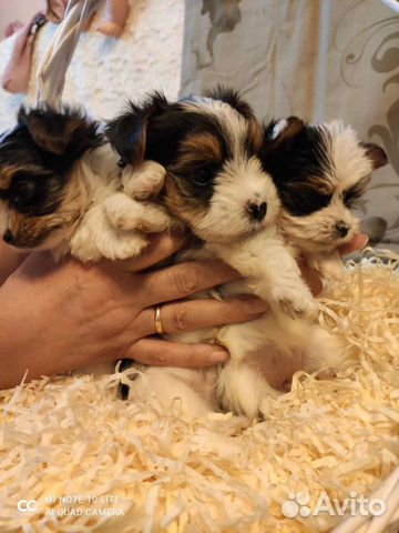 Щенки бивер йорка