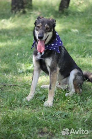 Отдам в добрые руки