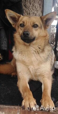 Малорослая собачка в добрые руки