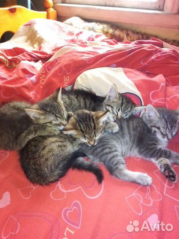 Кошки в добрые руки бесплатно