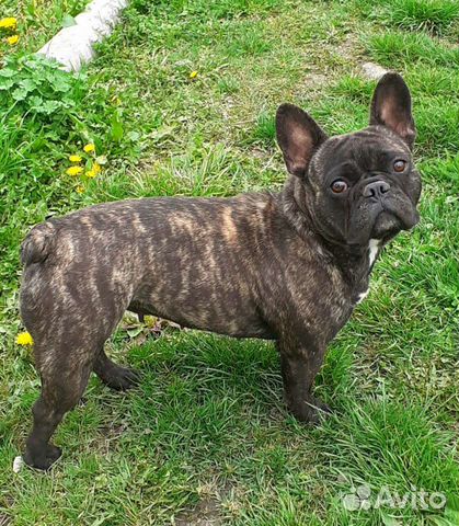 Молодая выставочная девочка