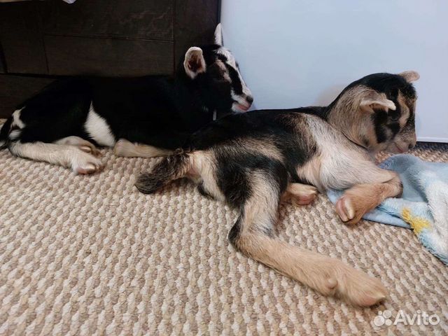 Альпийская козочка