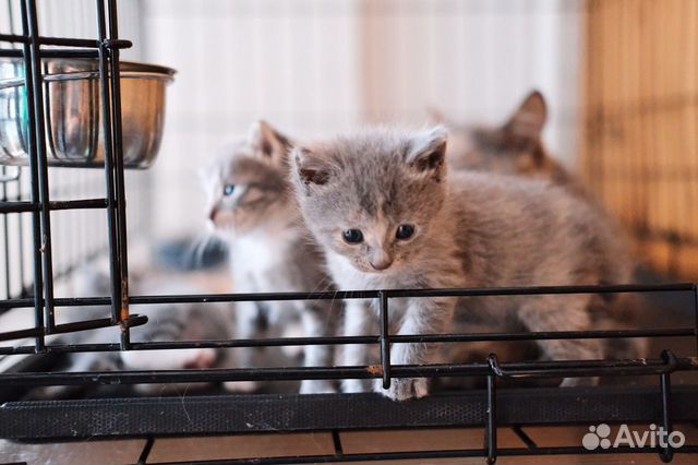 Котёнок серый 1,5 мес. Девочка