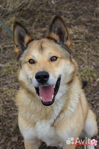 Крепыш Джоник ищет дом