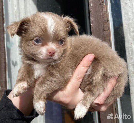 Лиловый принц