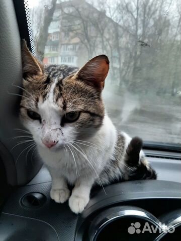 Котик бывший домашний ищет заботливые руки