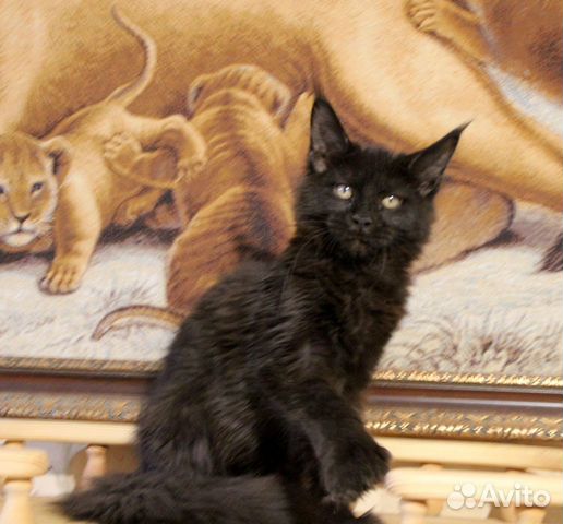Крупная кошечка полидакт