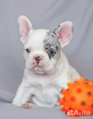 Французская девочка булечка