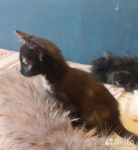 Котёнок девочка полтора месяца