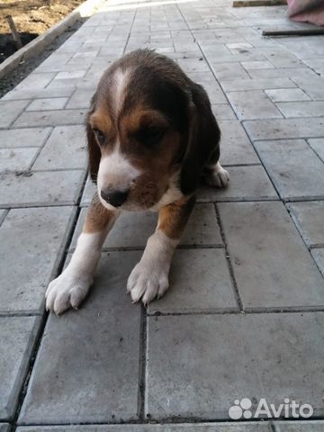 Эстонская гончая щенки