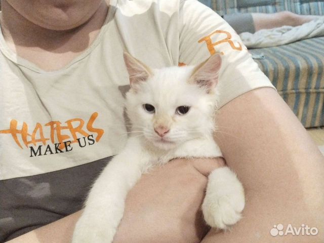 Квартирный котик