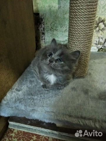 Обычная кошечка