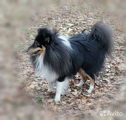 Шелти для влюблённых в породу