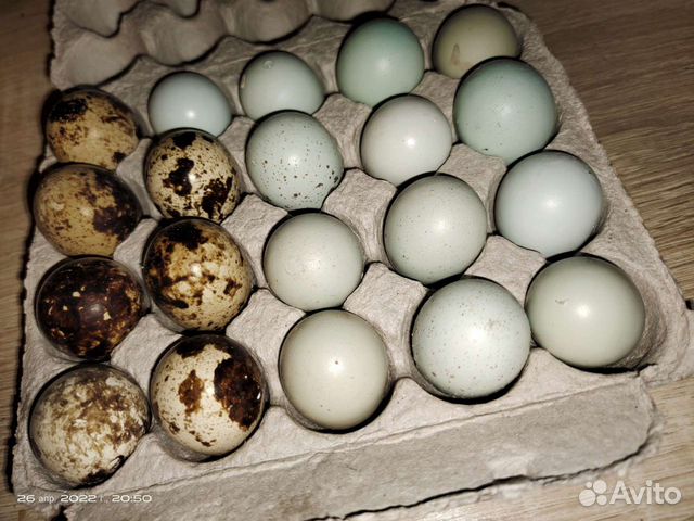 Яйца перепелиные инкубационные