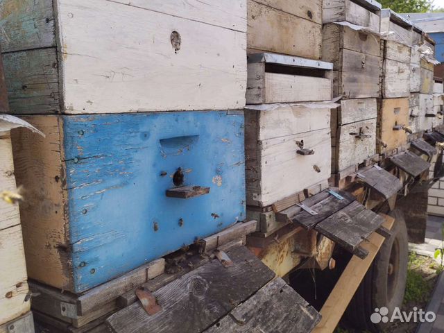 Продам пчелосемьи