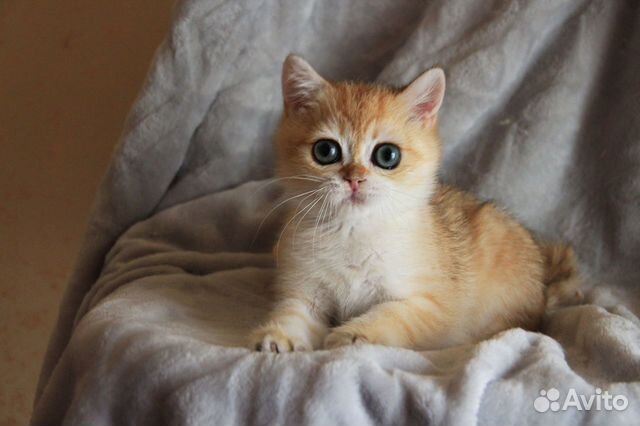 Марсель - золотистая шиншилла котик